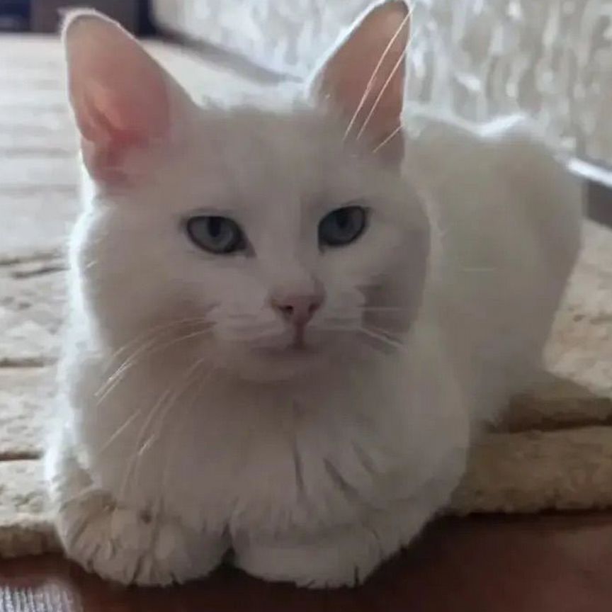 Взрослый кот в добрые руки