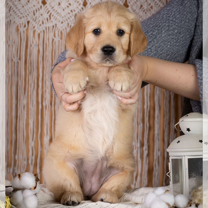 Золотистый ретривер, щенок