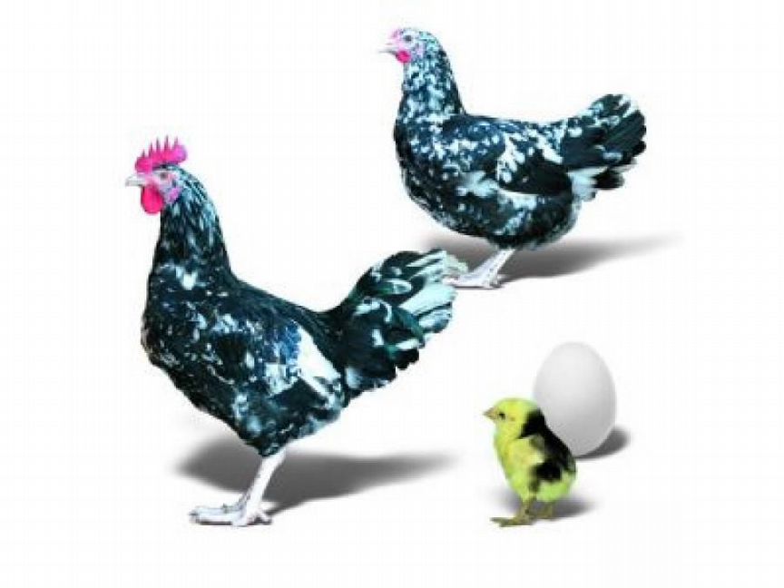 Инкубационное яйцо кур породы Австролорп черно-пес