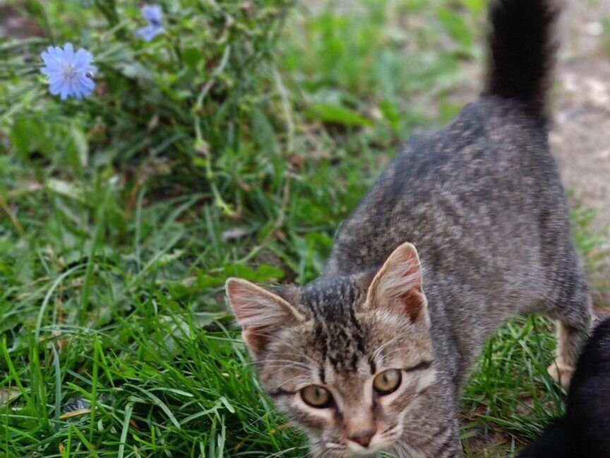 Котенок бесплатно в добрые руки в дар отдам