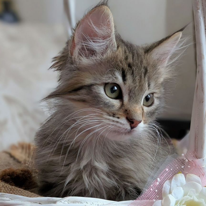 Котёнок в добрые руки