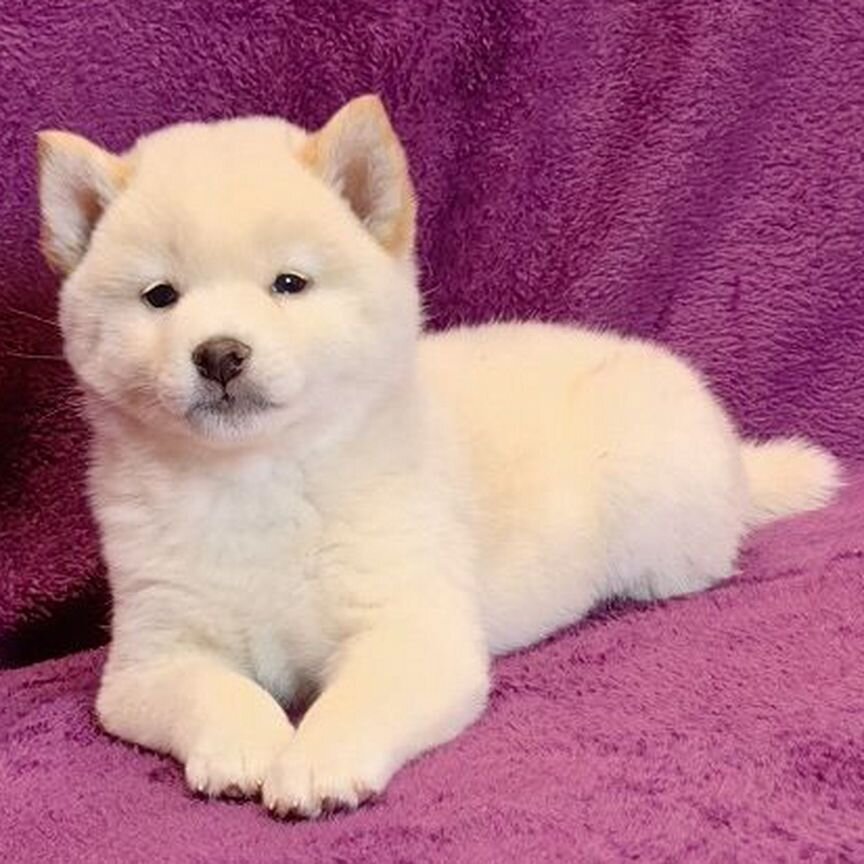 Сиба-ину, щенок