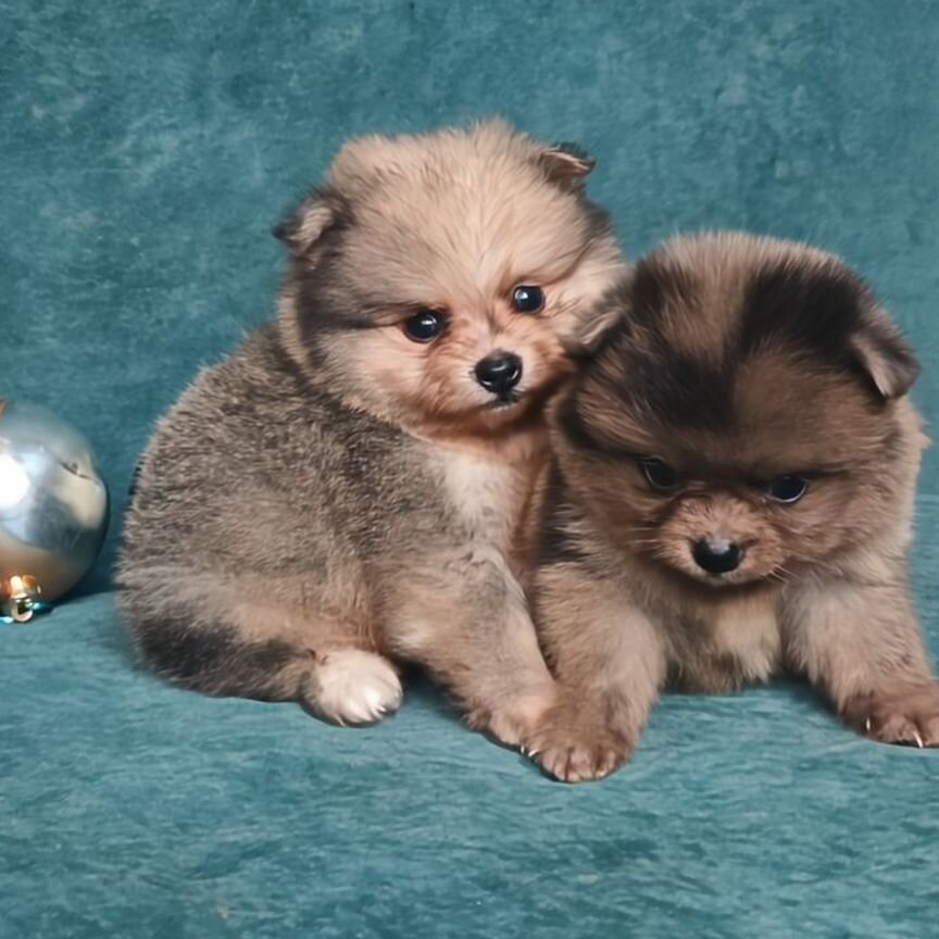 Померанский шпиц, щенок