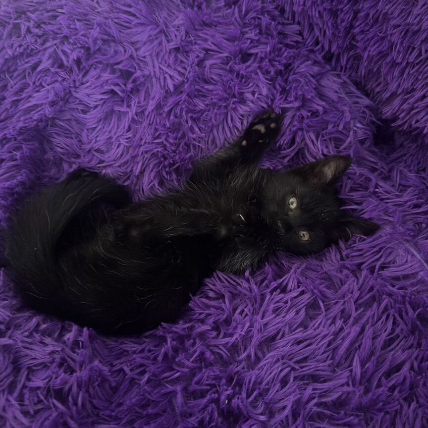 Котёнок в добрые руки