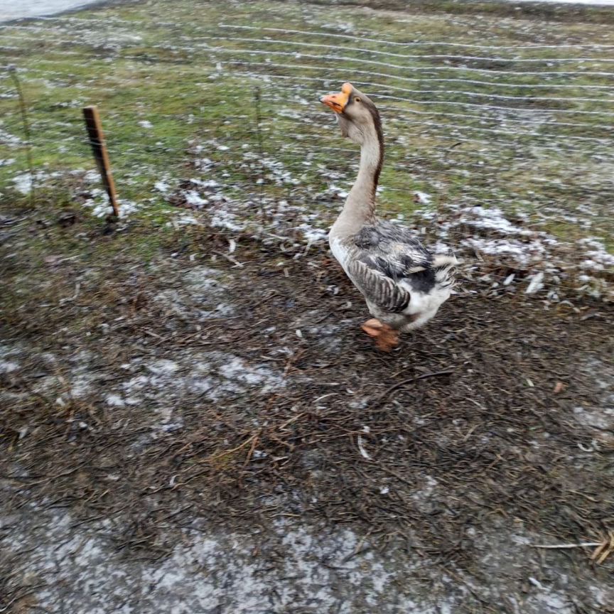 Гусак- холмогор