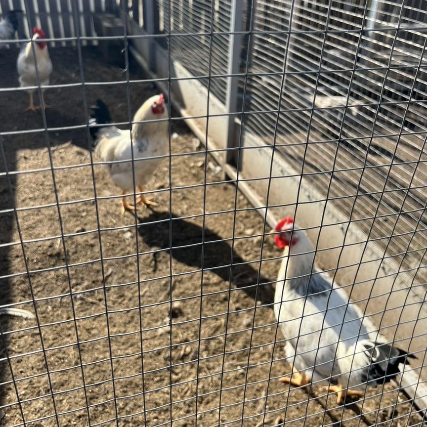 Молодые петушки Адлерская Серебристая