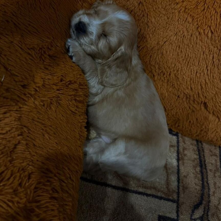 Английский кокер-спаниель, щенок