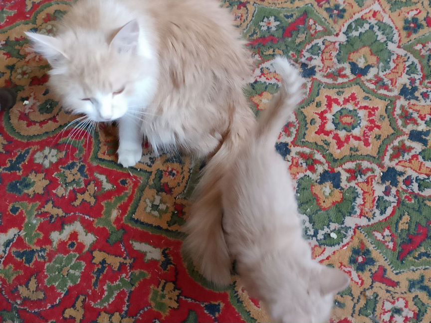 Британец (помесь)