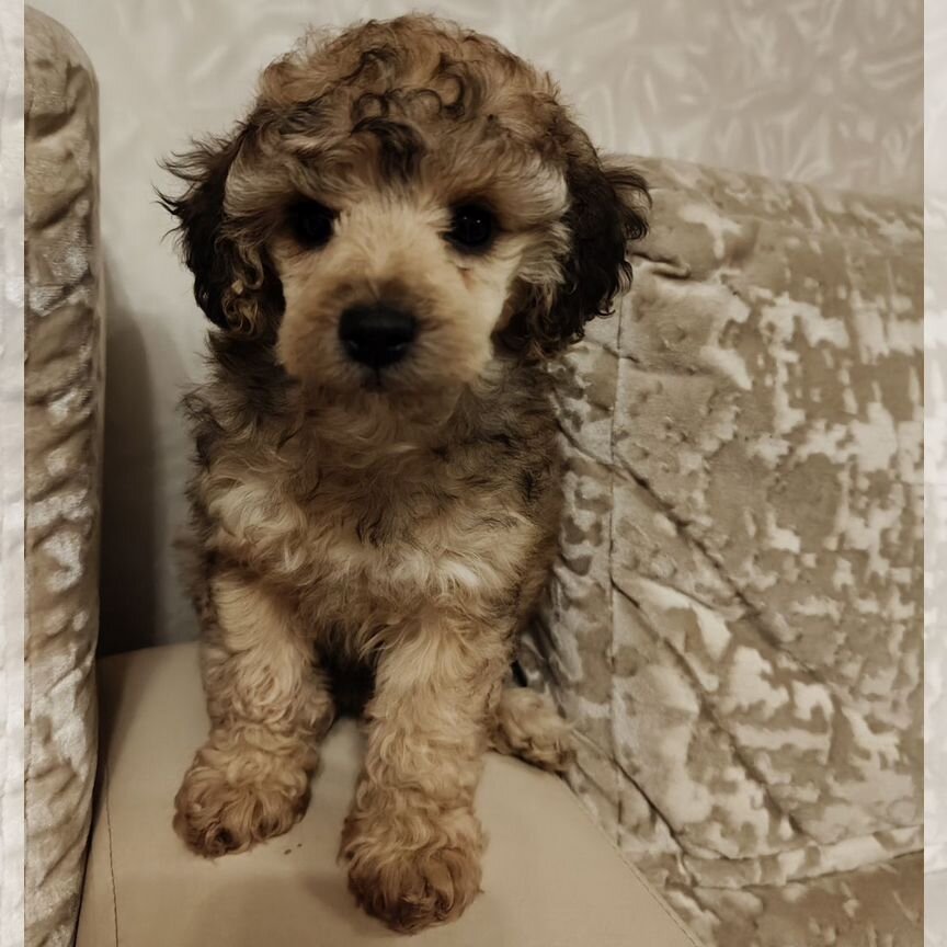 Пудель, щенок