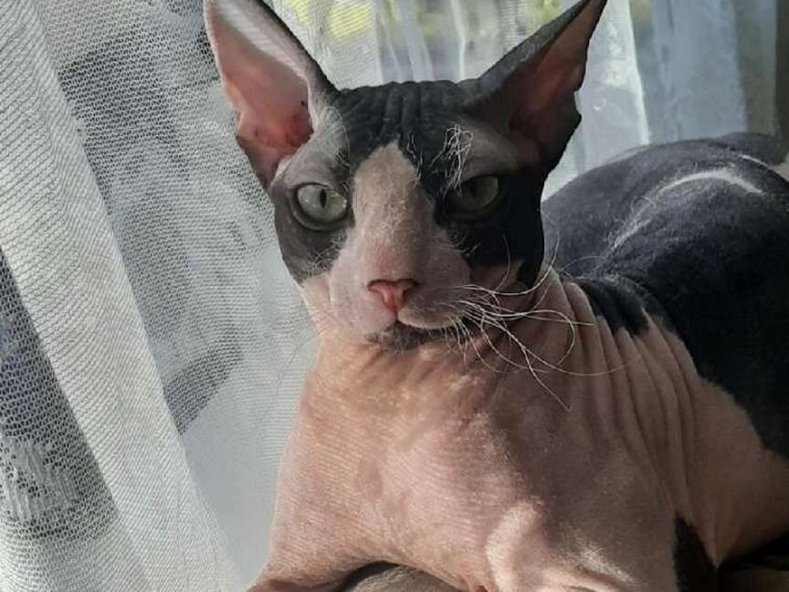 Канадский сфинкс вязка