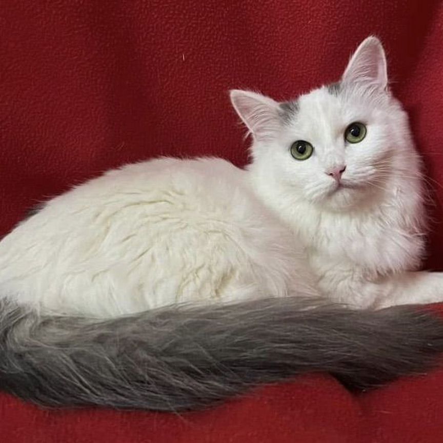Белая кошка Боня в дар