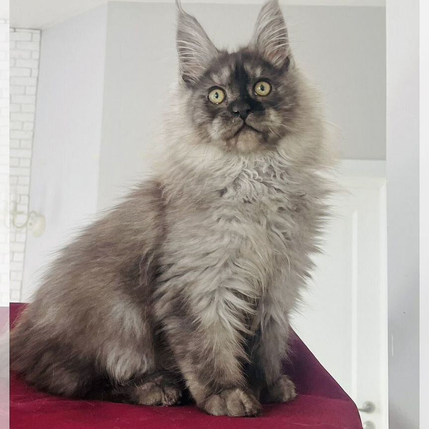 Мейн-кун котёнок