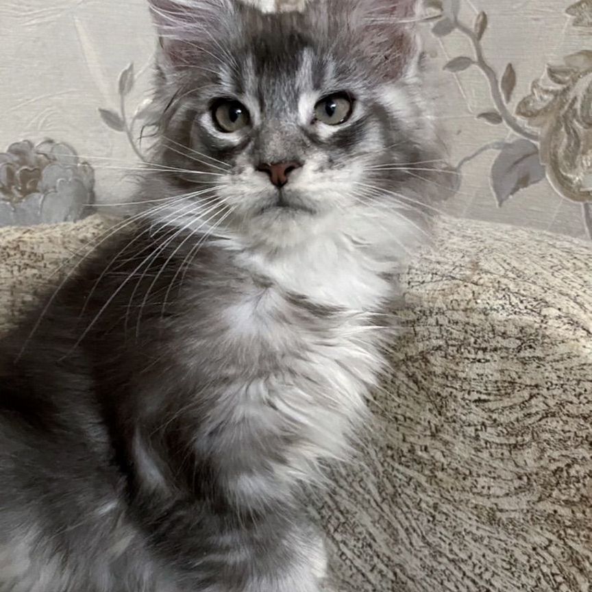 Милые девчонки мейн-кун