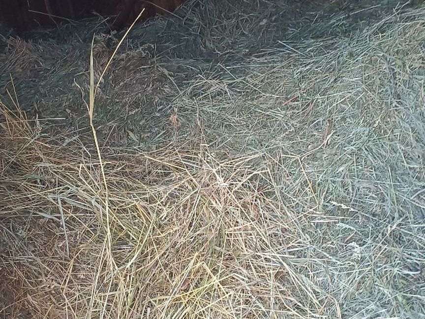 Продам сено