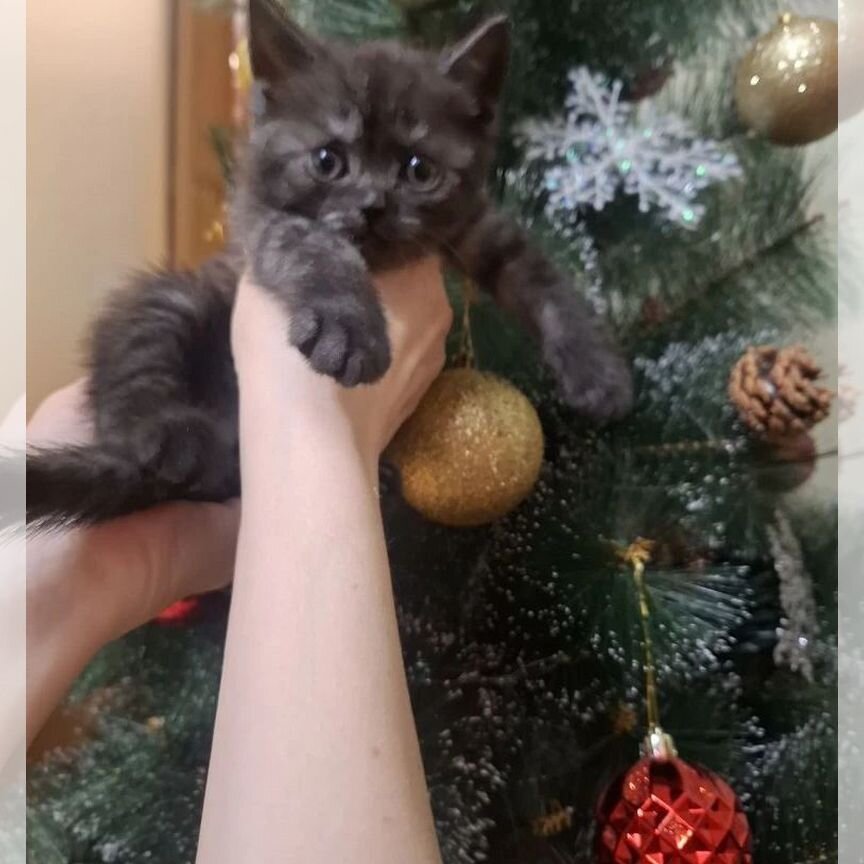 Шотландский вислоухий короткошёрстный котёнок