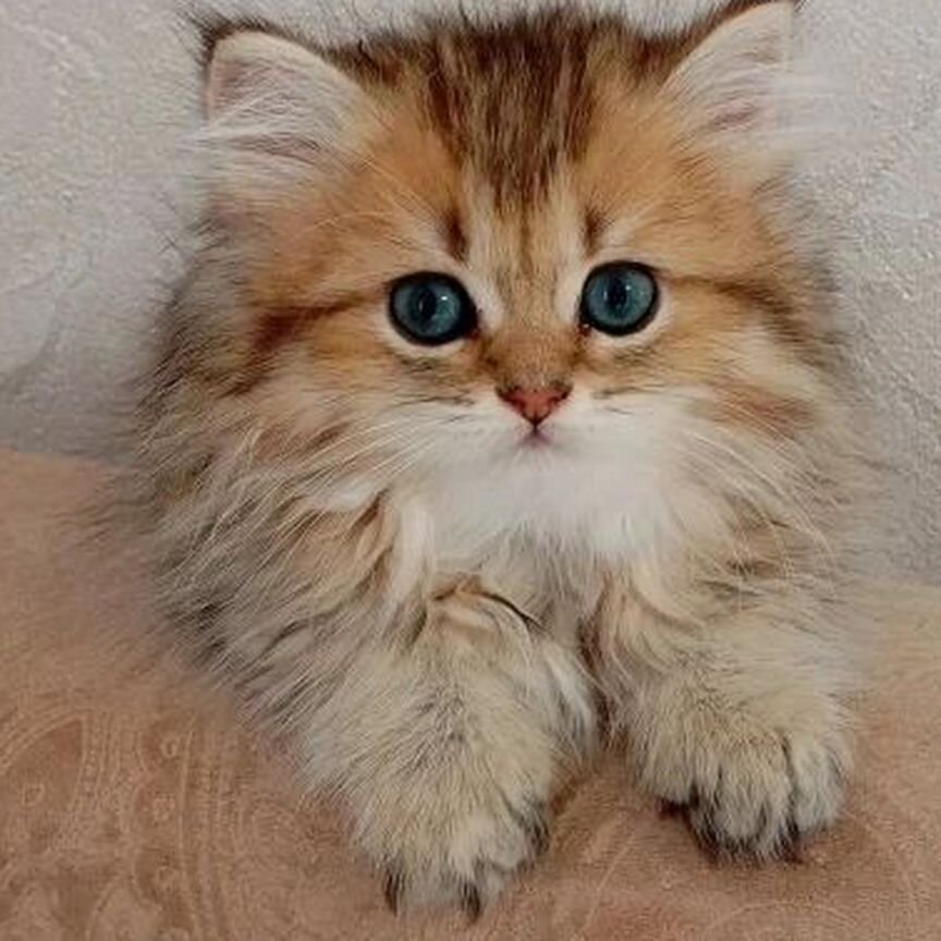 Британский длинношёрстный котёнок