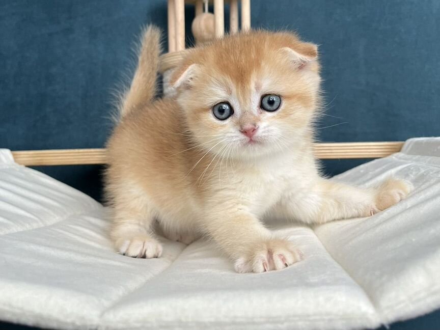 Золотой котёнок мальчик