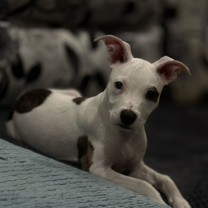 Американский стаффордширский терьер, щенок