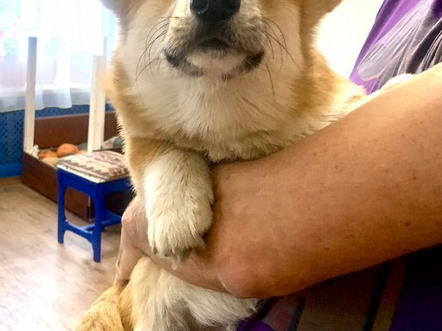 Вельш-корги пемброк мальчик