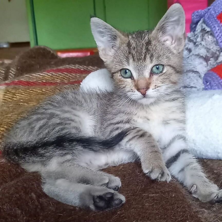 Красавчик котенок