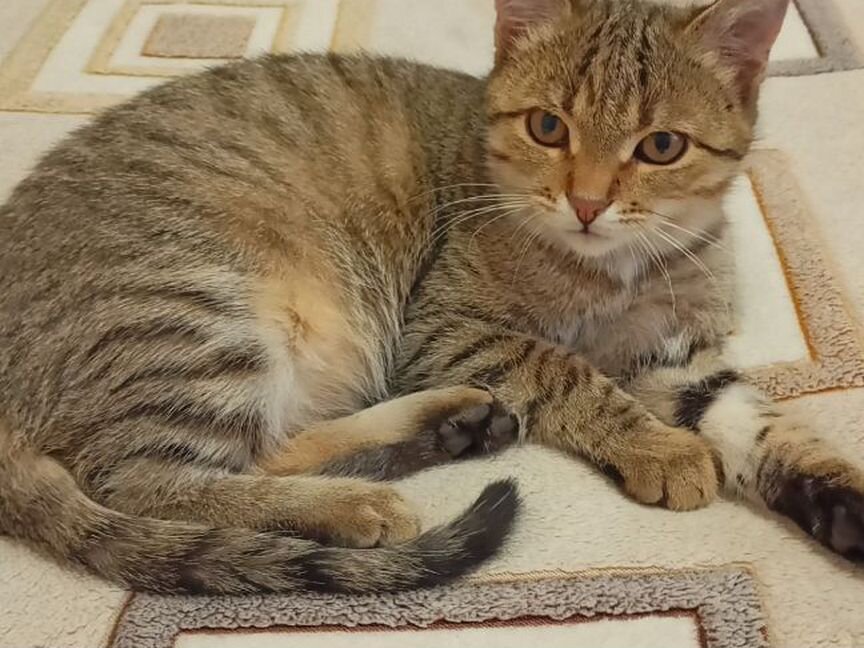 Кот в добрые руки