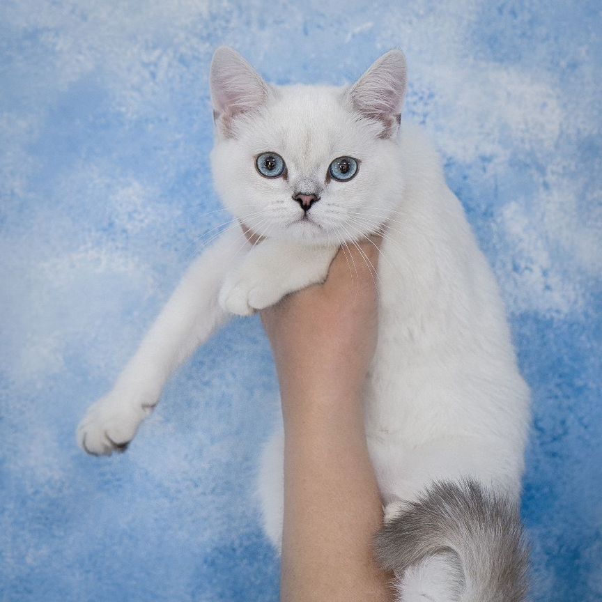 Котик с голубыми глазами