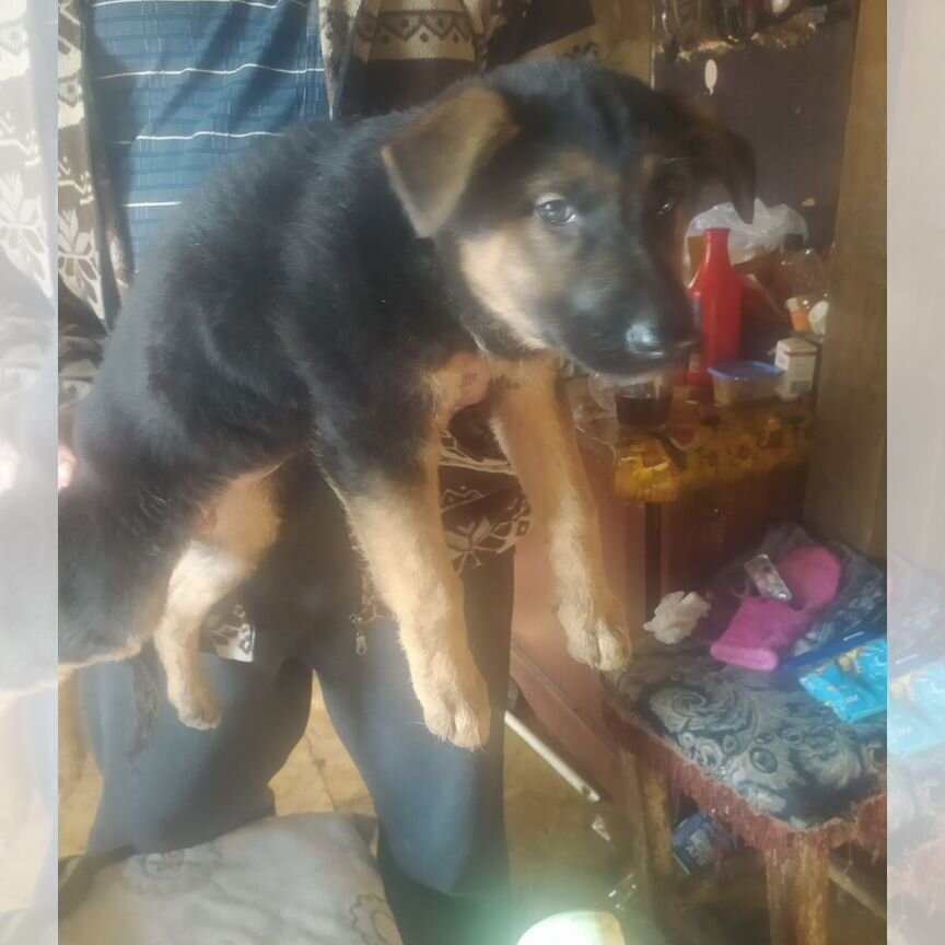 Немецкая овчарка, щенок