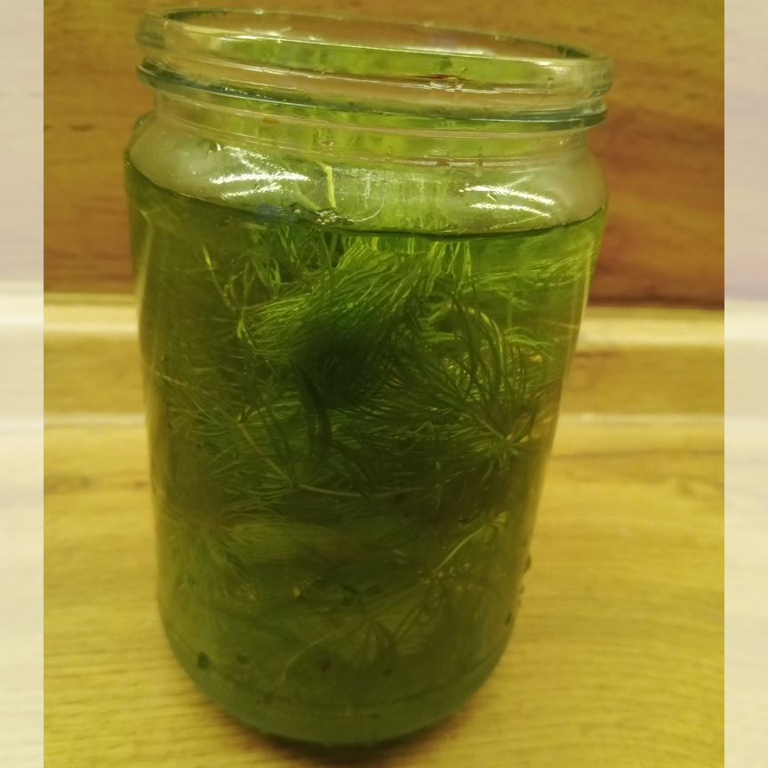 Роголистник в аквариум