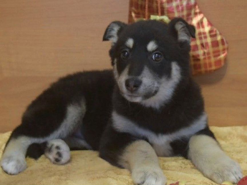 Щенуля 3м милая спокойная, кроткая мечтает о Семье