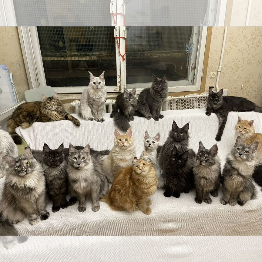 Мейн-кун котёнок