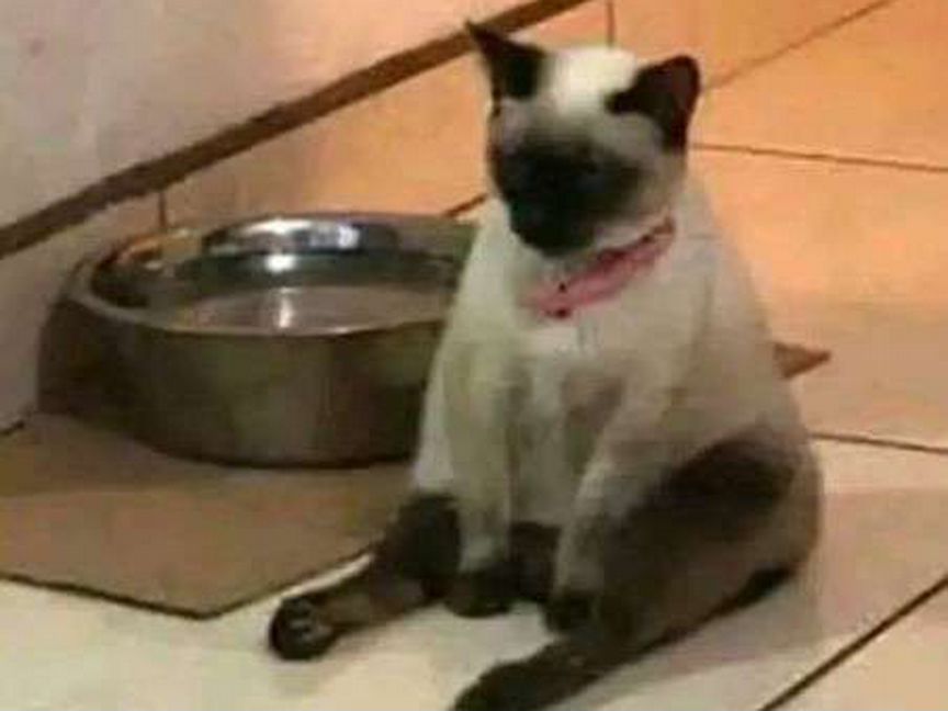 Весёлый кот