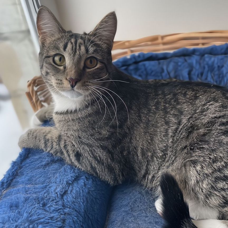 Взрослый кот в добрые руки