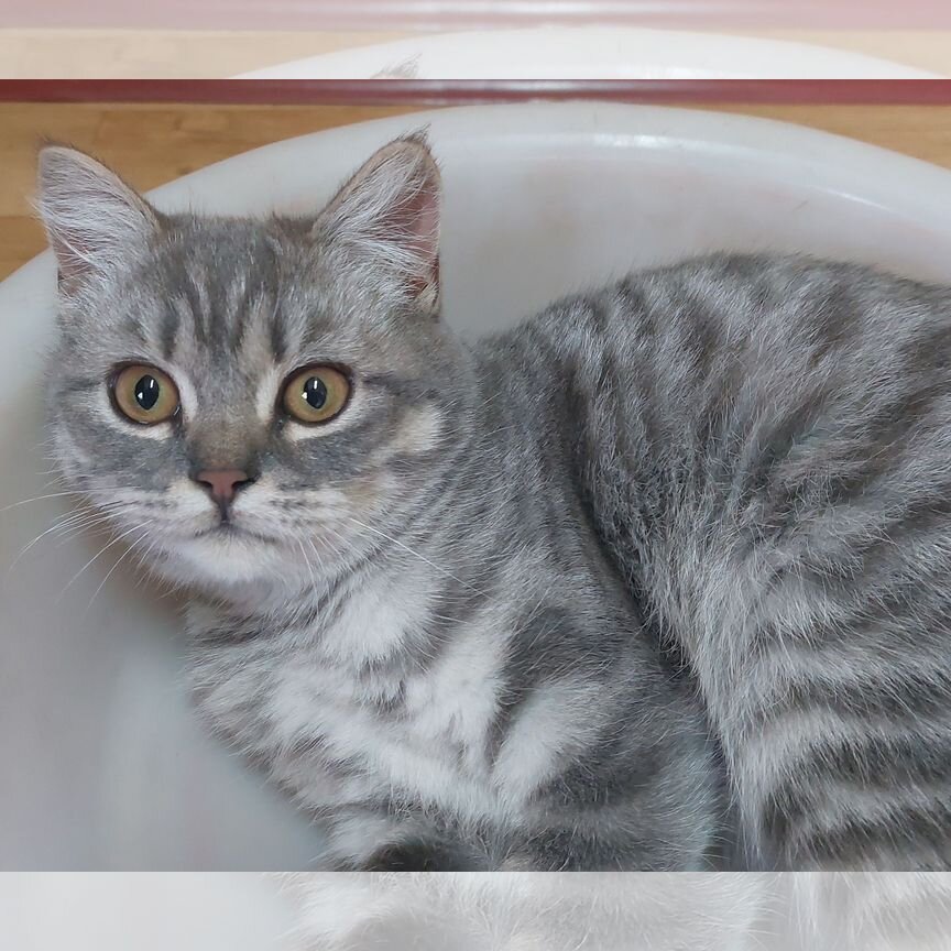 Отдадим в добрые руки шотландскую прямоухую кошку