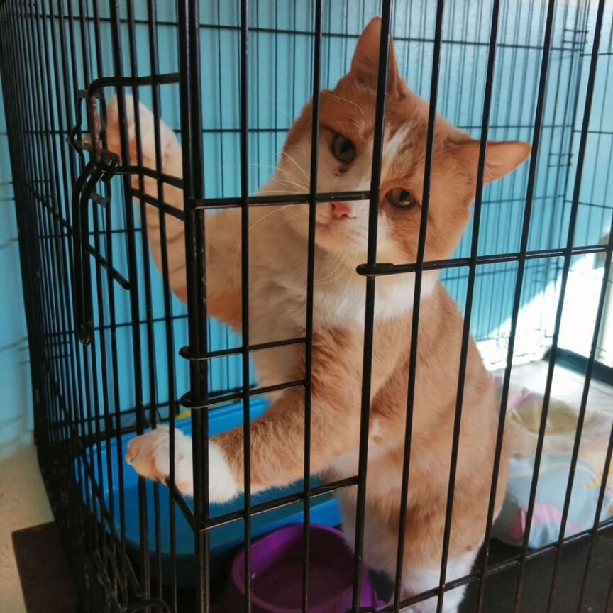 Кастрированый котик