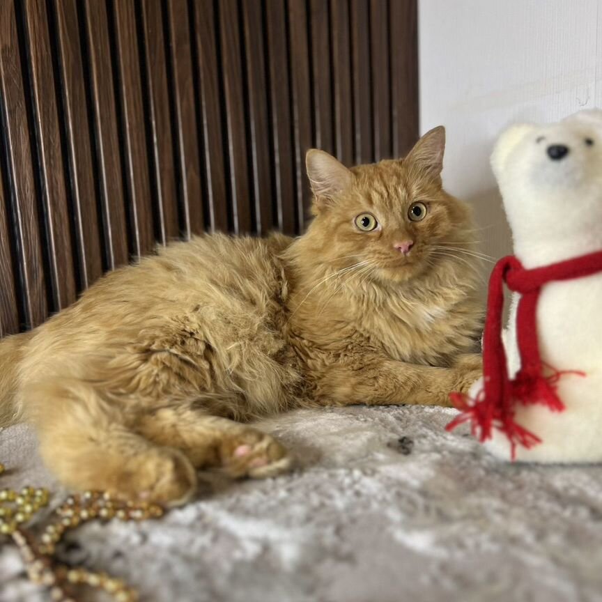 Кот лучшему человеку