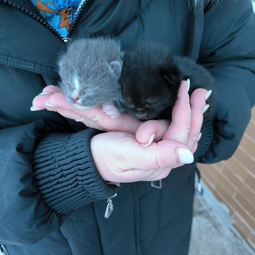 В добрые руки