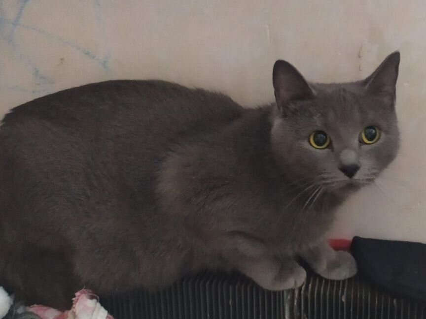 Русская голубая кошка