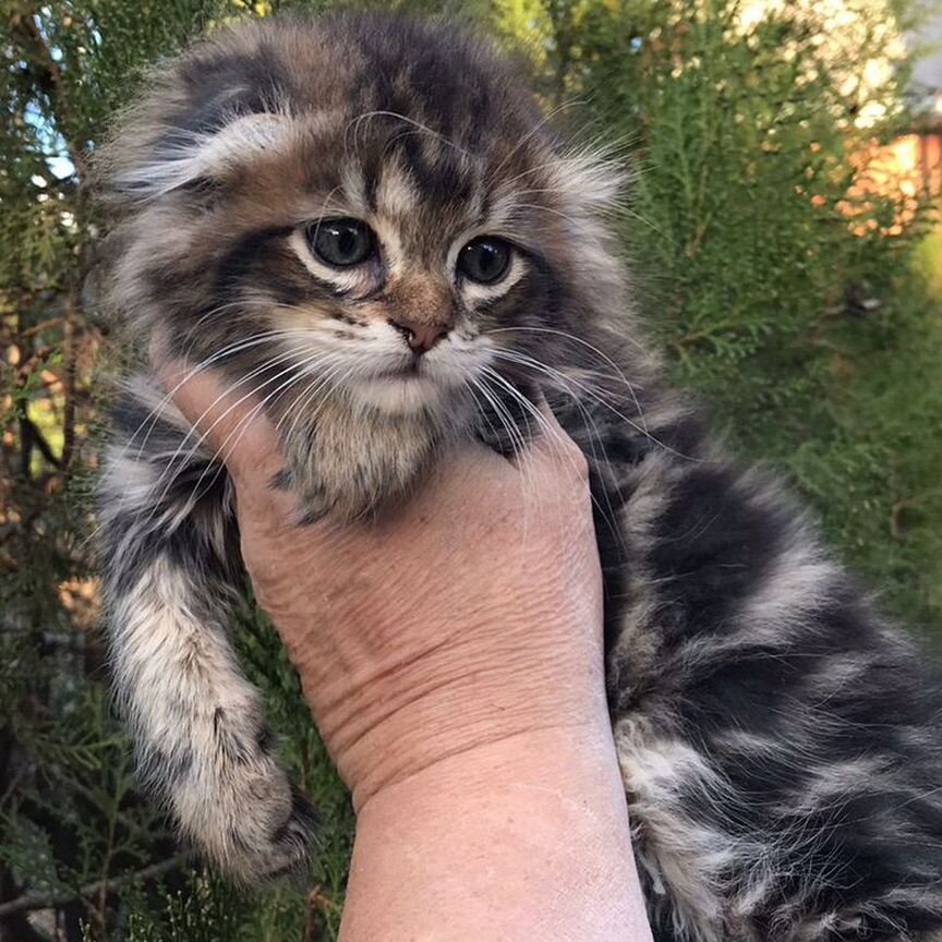 Котенок