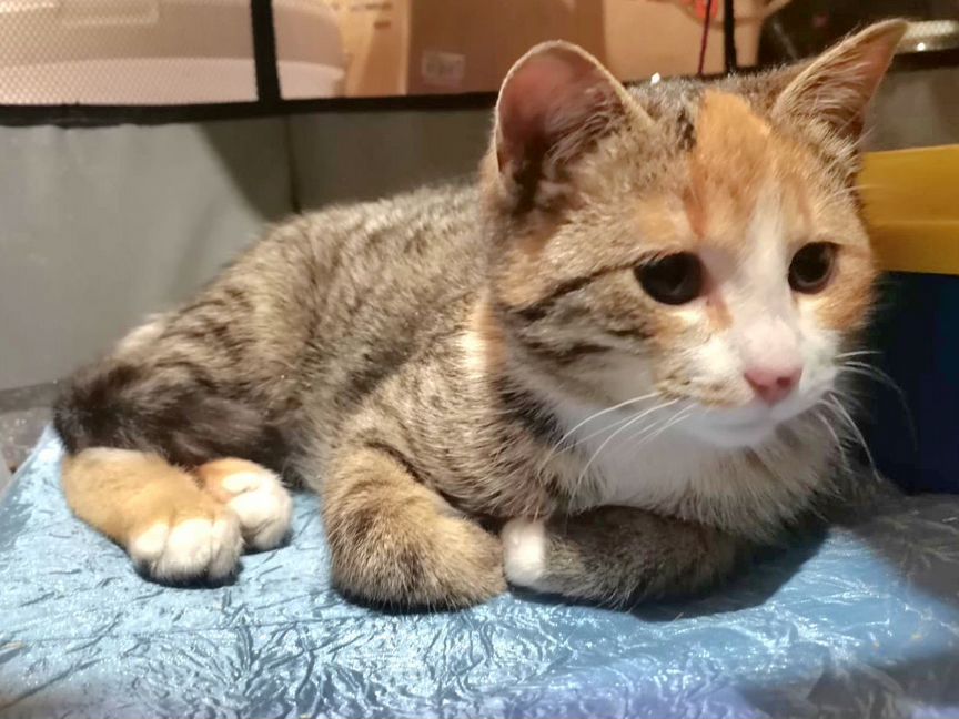 Само очарование в поиске дома