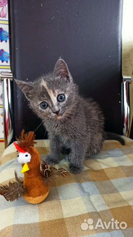 Котята ищут дом