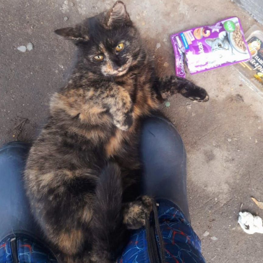 Не знает куда деться