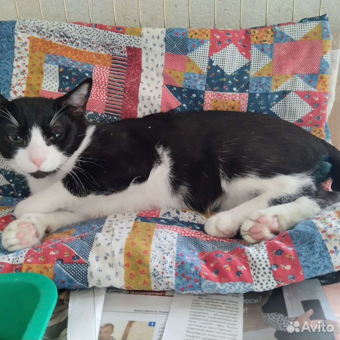 Чудесный котенок - "пингвин" в дар