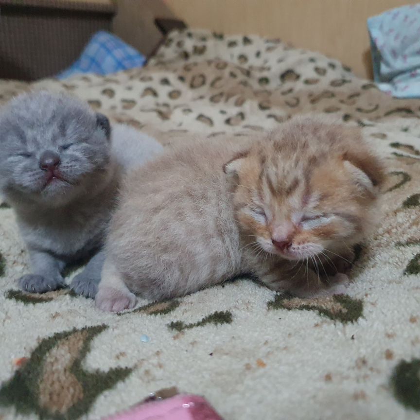 Шотланская