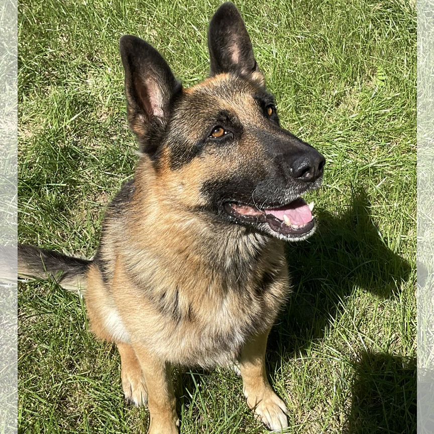 Вязка Восточно европейская овчарка