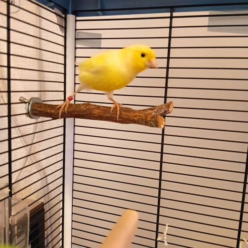 Кенар ватерслагер