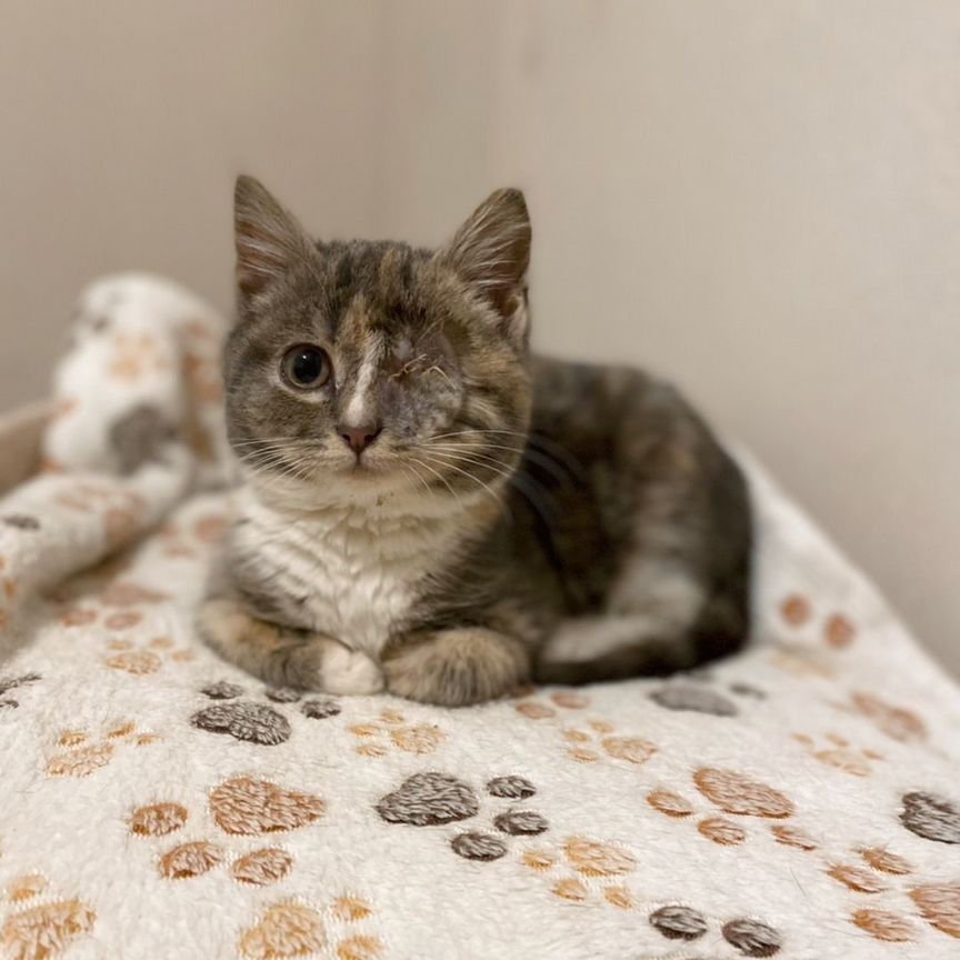 Котенок в добрые руки