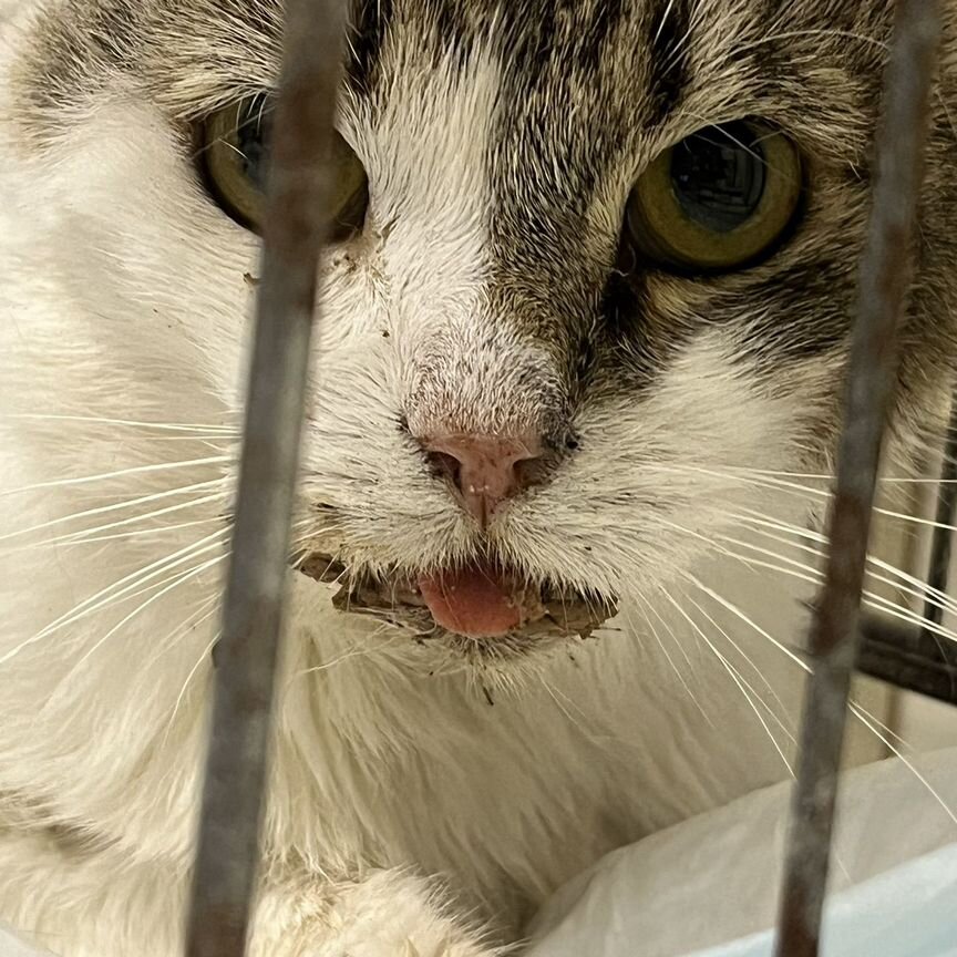 Пончик в добрые ручки