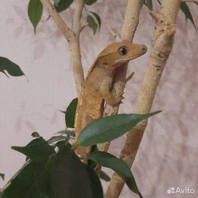 Гекон бананоед