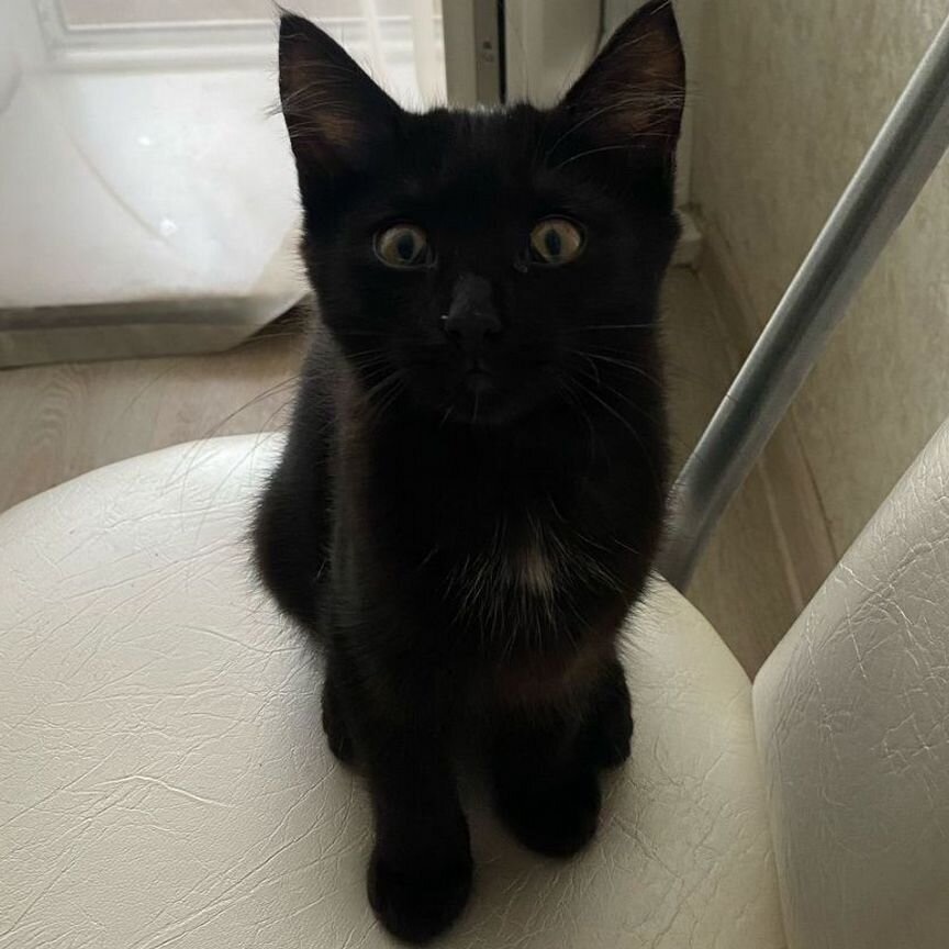 Котята в добрые руки бесплатно девочка