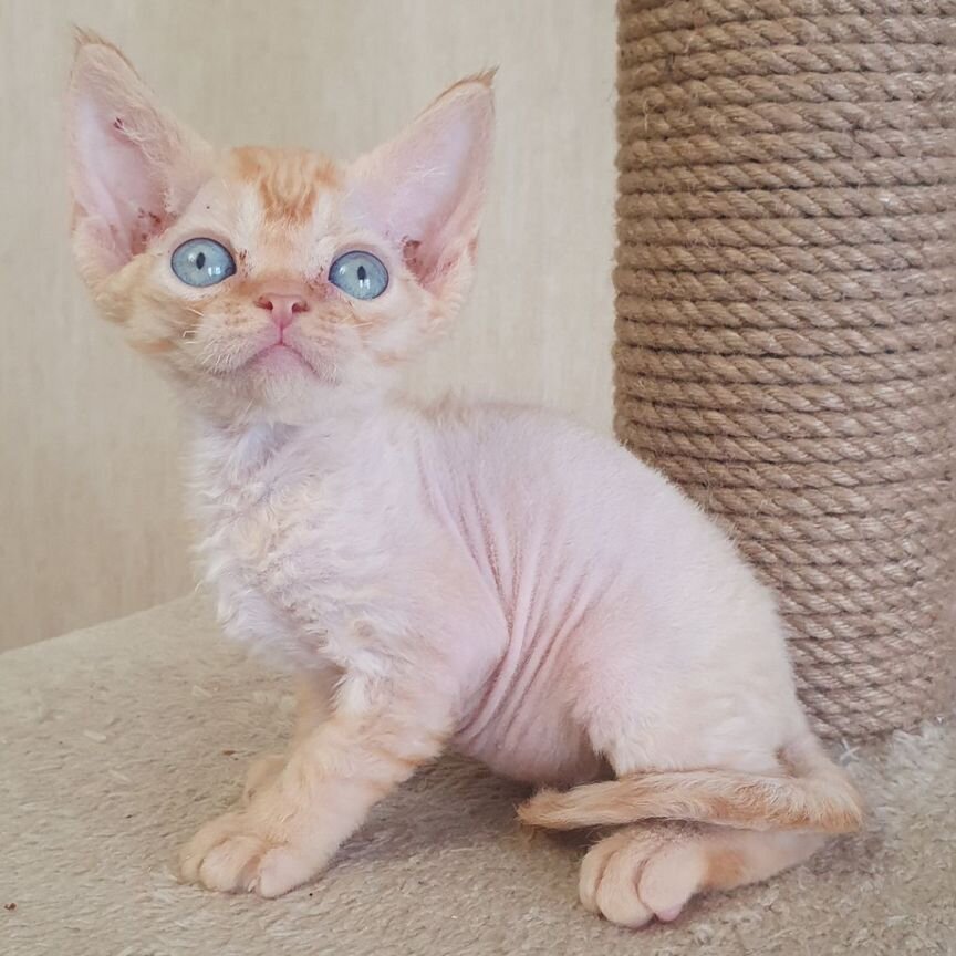 Девон-рекс котёнок